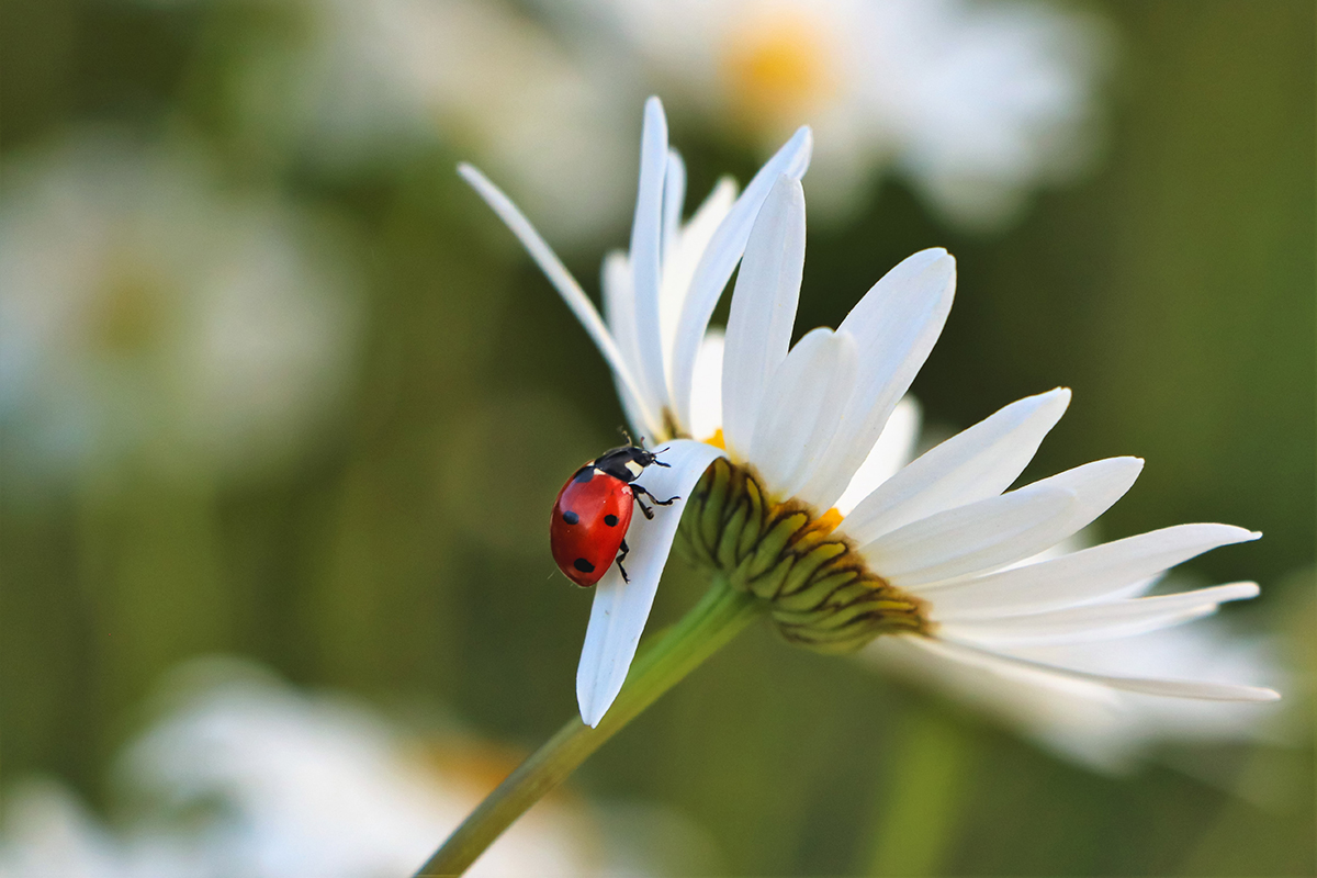 Supporting Beneficial Insects in Your Garden - Dennis' 7 Dees ...