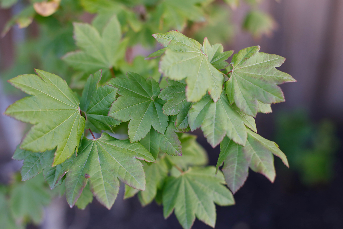 12 Fantastic Trees Under 20 Feet Tall - Dennis' 7 Dees | Landscaping ...