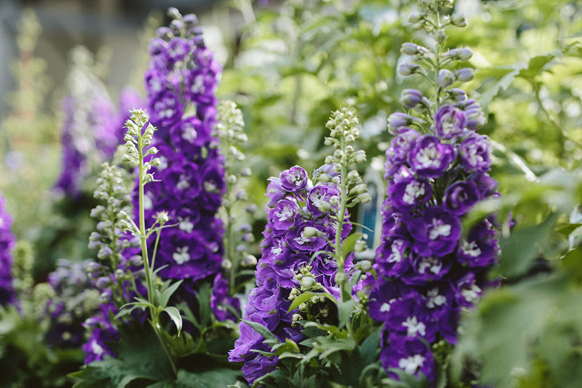June Gardening Checklist - Dennis' 7 Dees | Landscaping Services ...