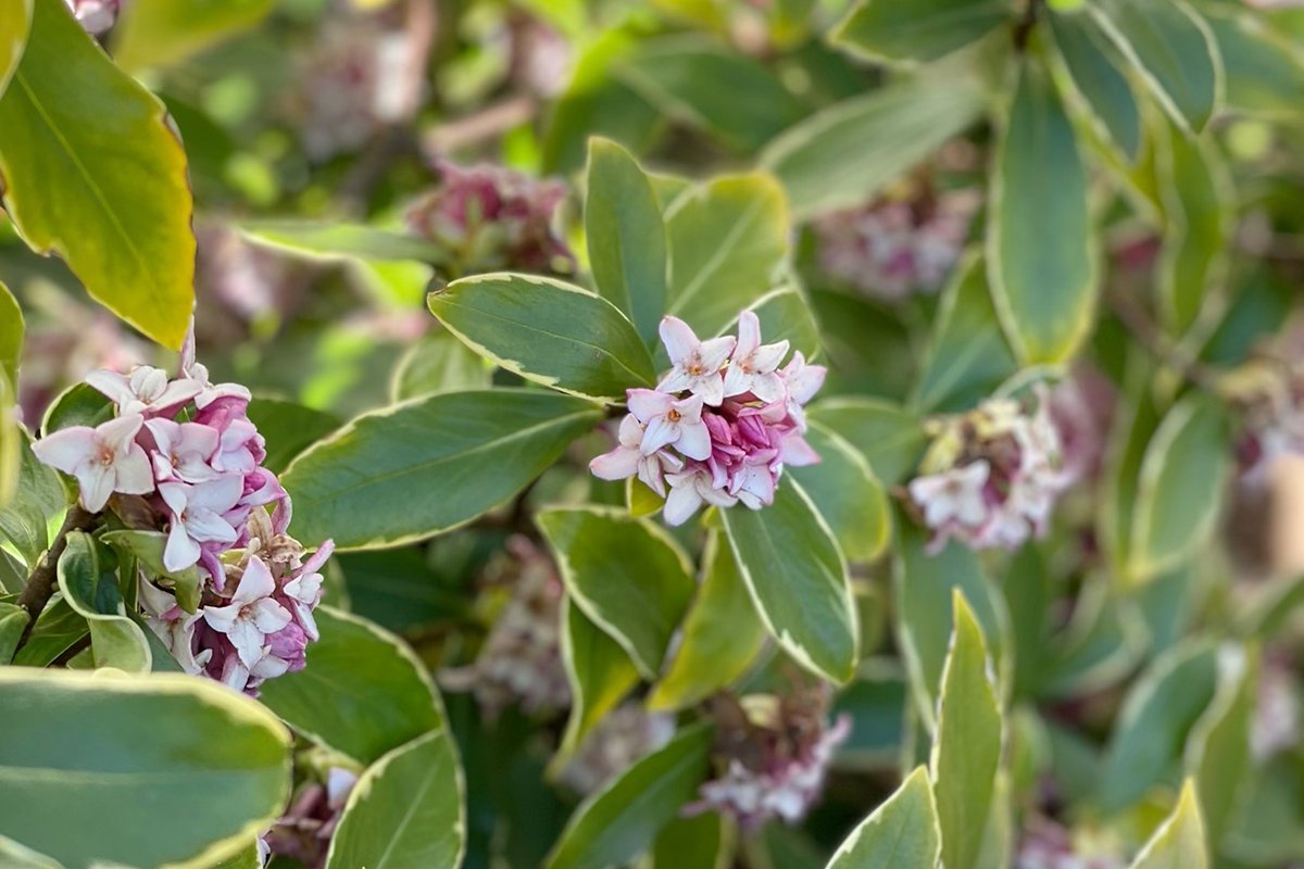 Daphne Odora: Winter Blooms & Intoxicating Fragrance - Dennis' 7 Dees ...