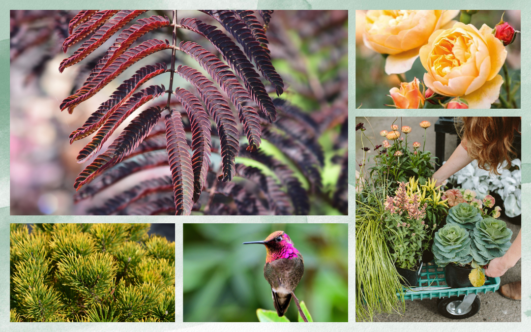 Gardening Trends for 2024 - Dennis' 7 Dees | Landscaping Services & Garden Centers