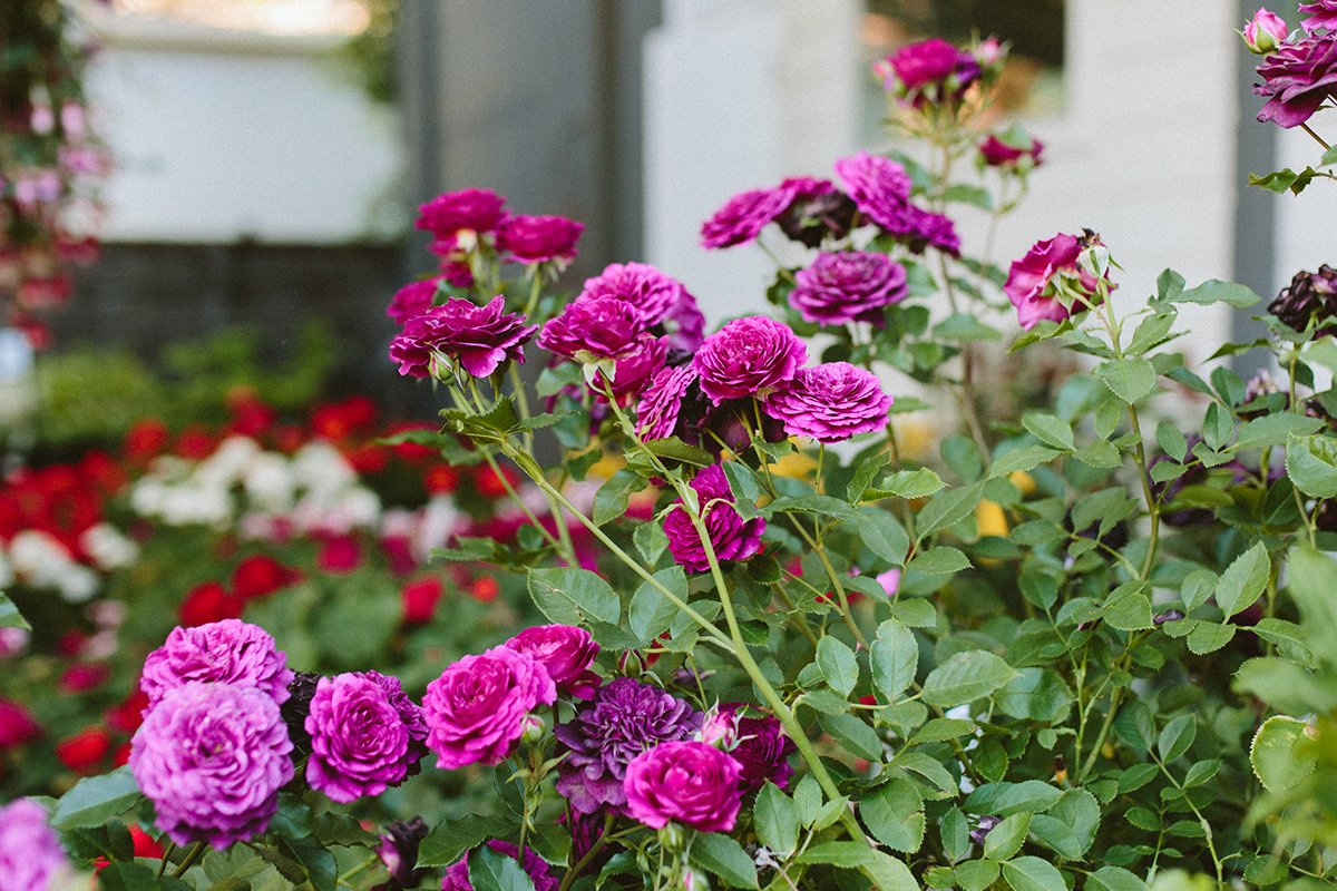The Perfect Rose for Every Garden Style - Dennis' 7 Dees | Landscaping ...