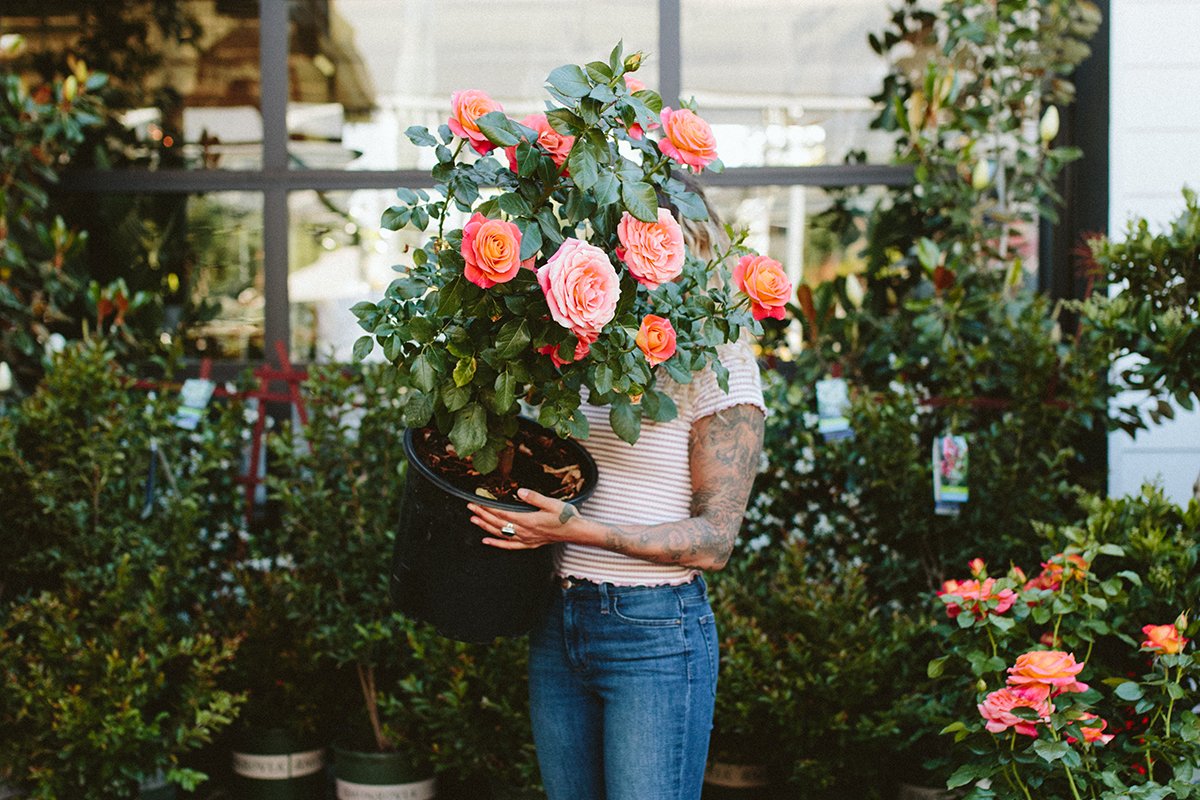7 Romantic Plants for Garden Lovers - Dennis' 7 Dees | Landscaping ...