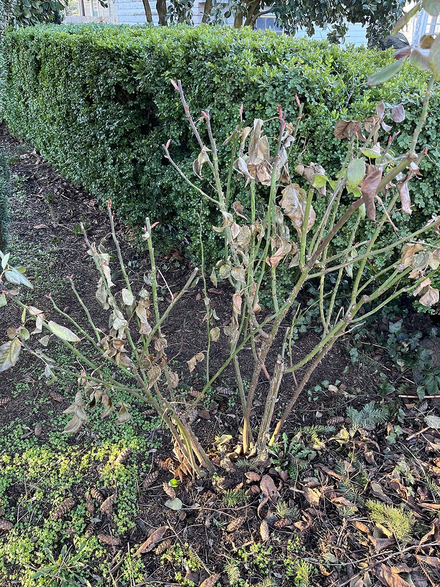 Dormant Winter Pruning Benefits Tips Step By Step Guide Dennis 7