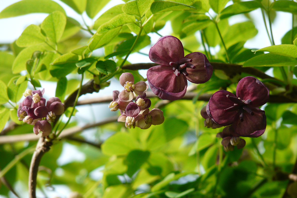 7 Underappreciated Shade Plants for the Garden - Dennis' 7 Dees ...