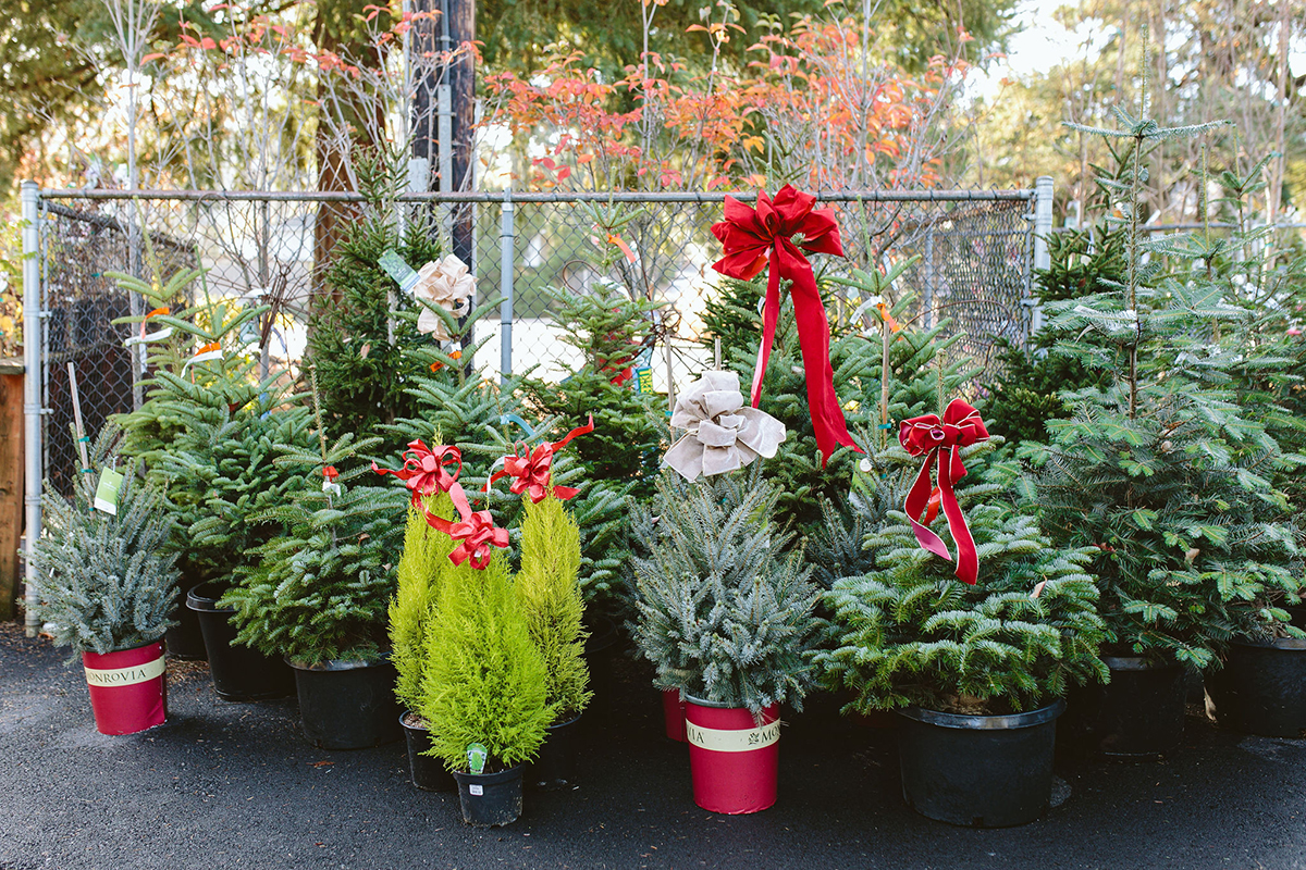 Your Guide to Living Christmas Trees: From Indoor Display to Outdoor ...