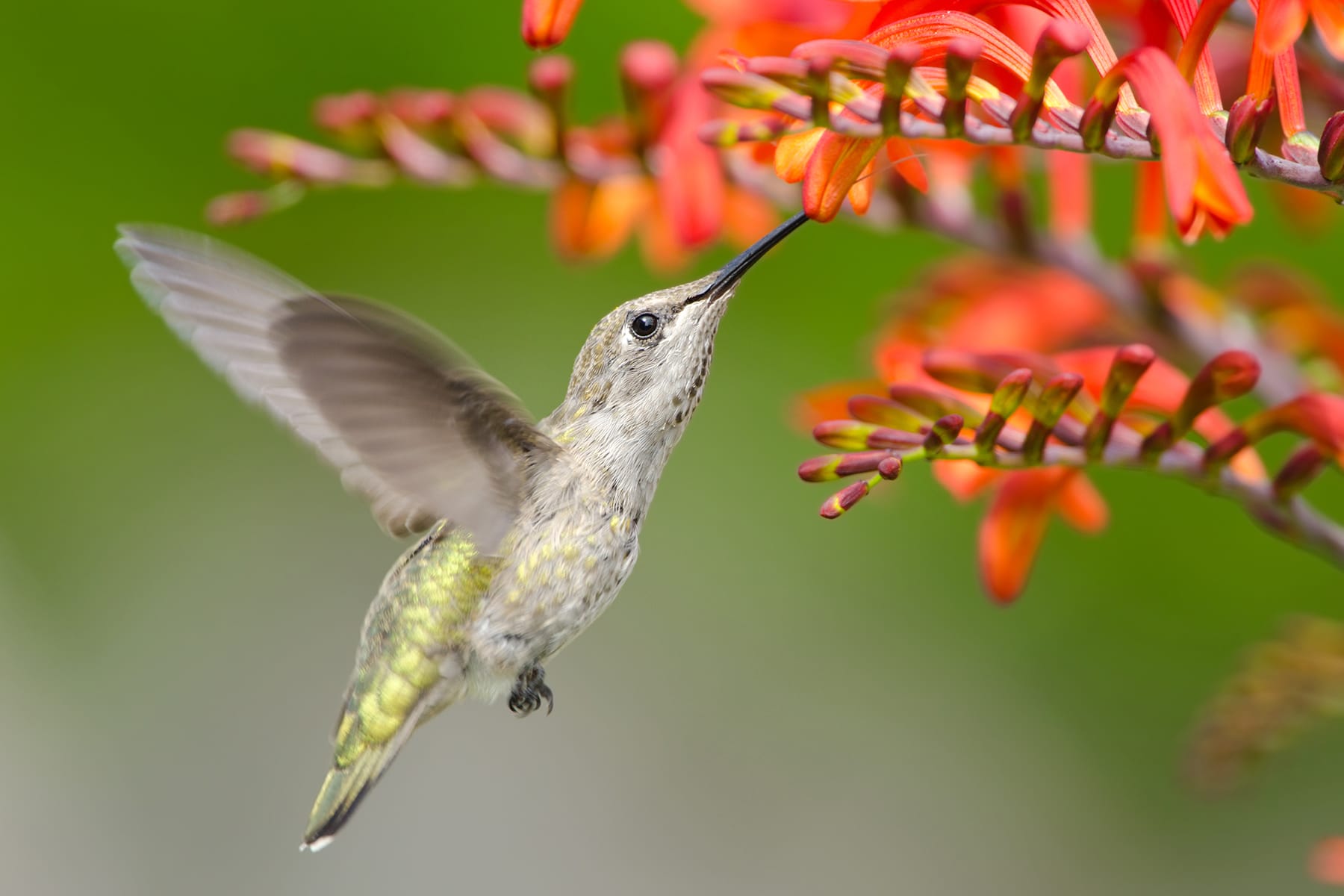 The 7 Best Hummingbird Plants for the Garden - Dennis' 7 Dees ...