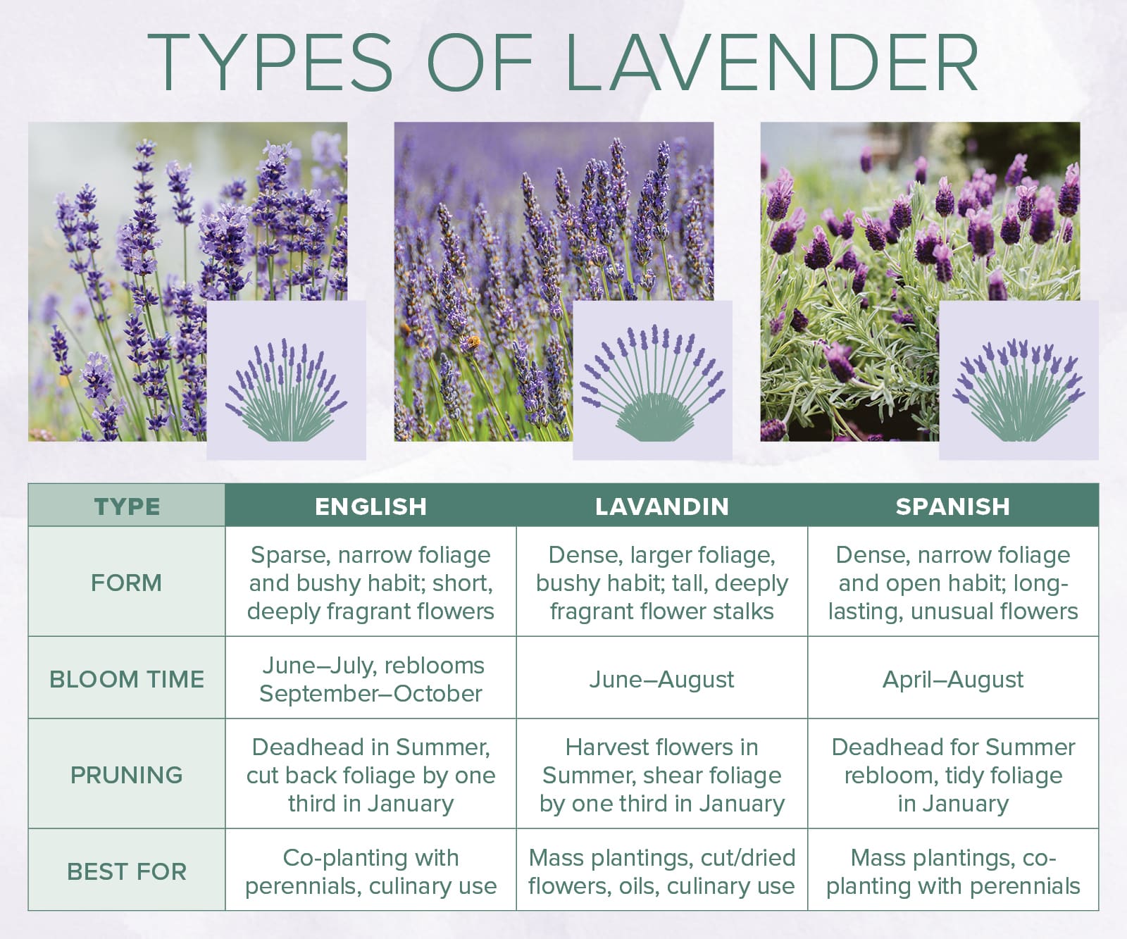 The Allure of Lavender: Your Complete Guide to Varieties, Planting ...