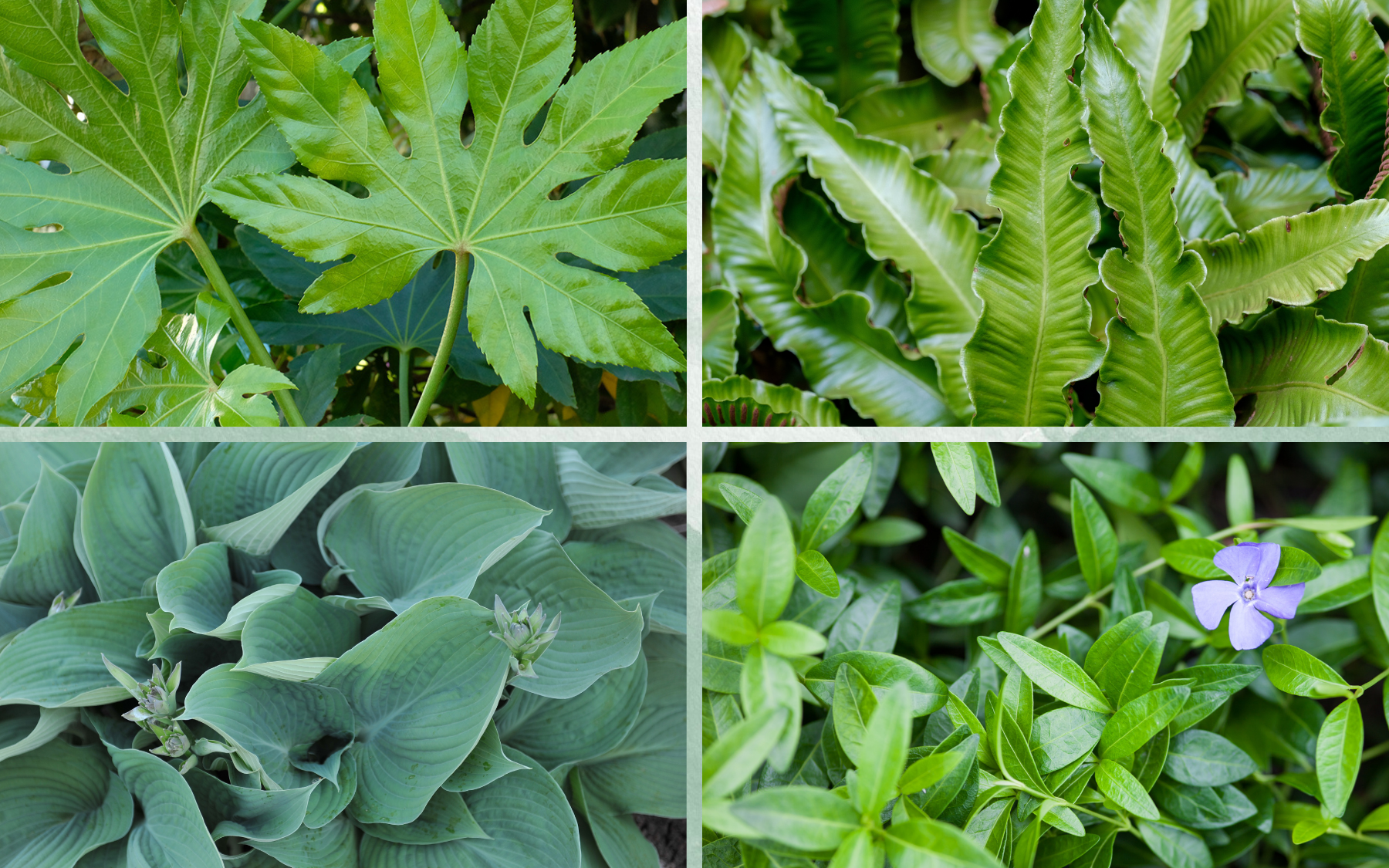 How to Garden in Deep Shade - Dennis' 7 Dees | Landscaping Services ...