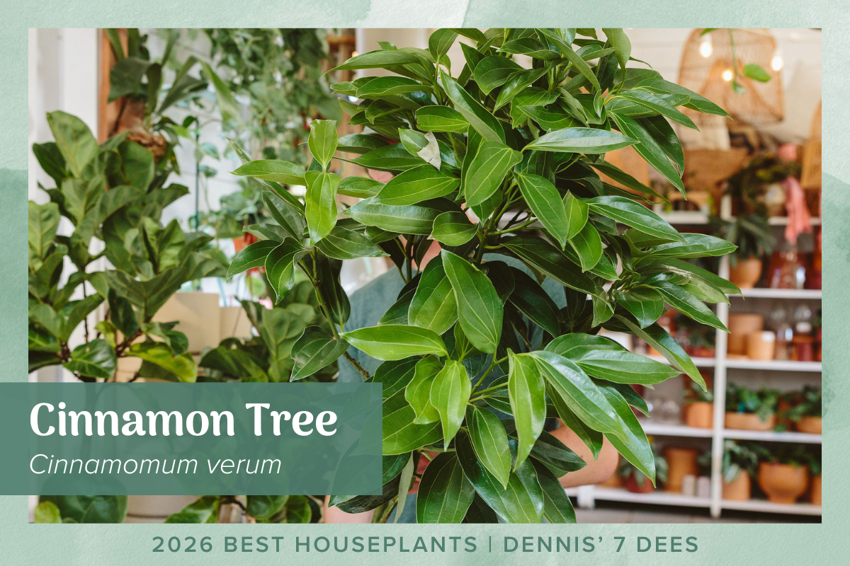 The 7 Best Houseplants for Your Home in 2026 - Dennis' 7 Dees ...