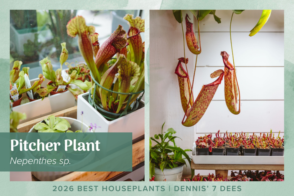 The 7 Best Houseplants for Your Home in 2026 - Dennis' 7 Dees ...