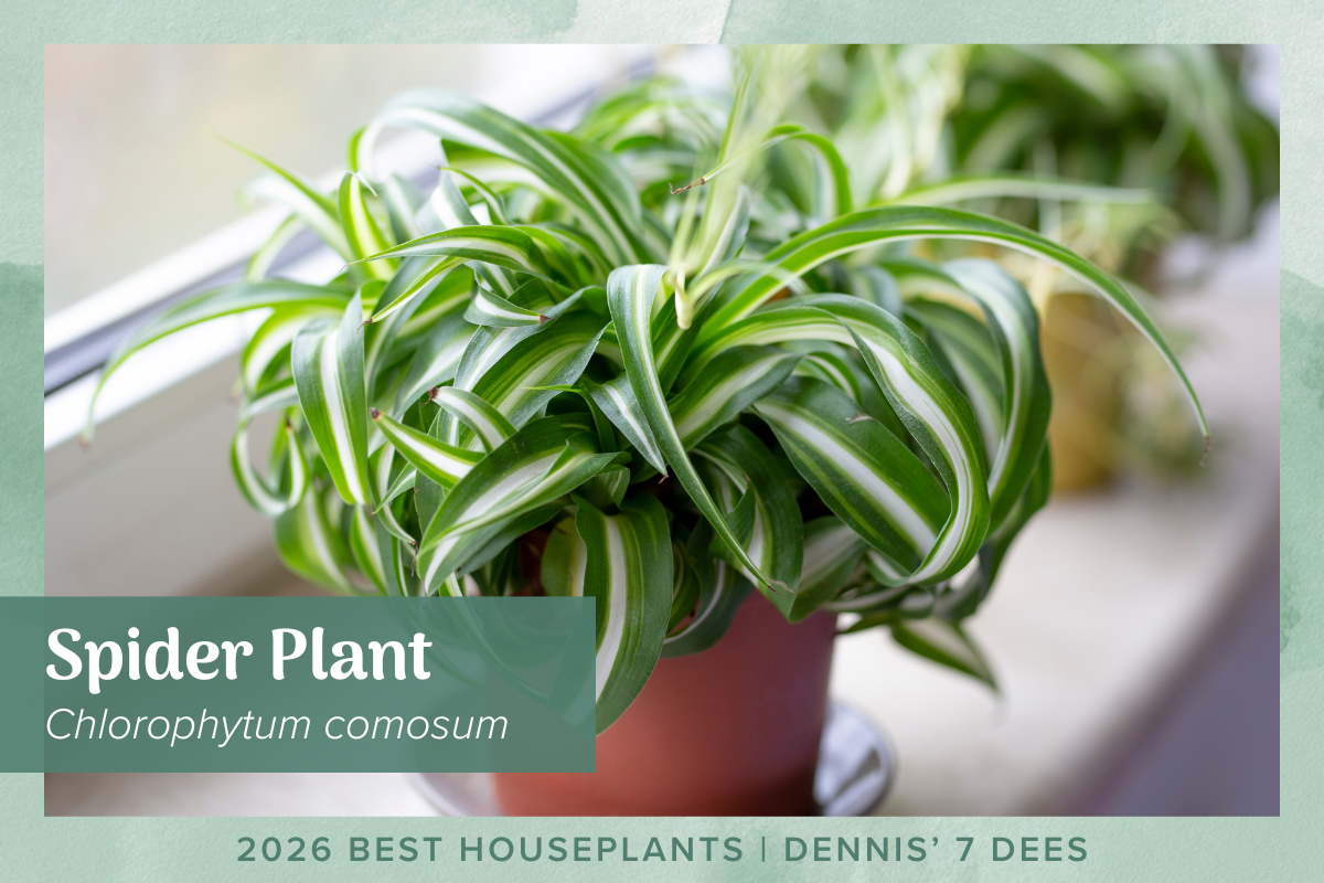 The 7 Best Houseplants for Your Home in 2026 - Dennis' 7 Dees ...