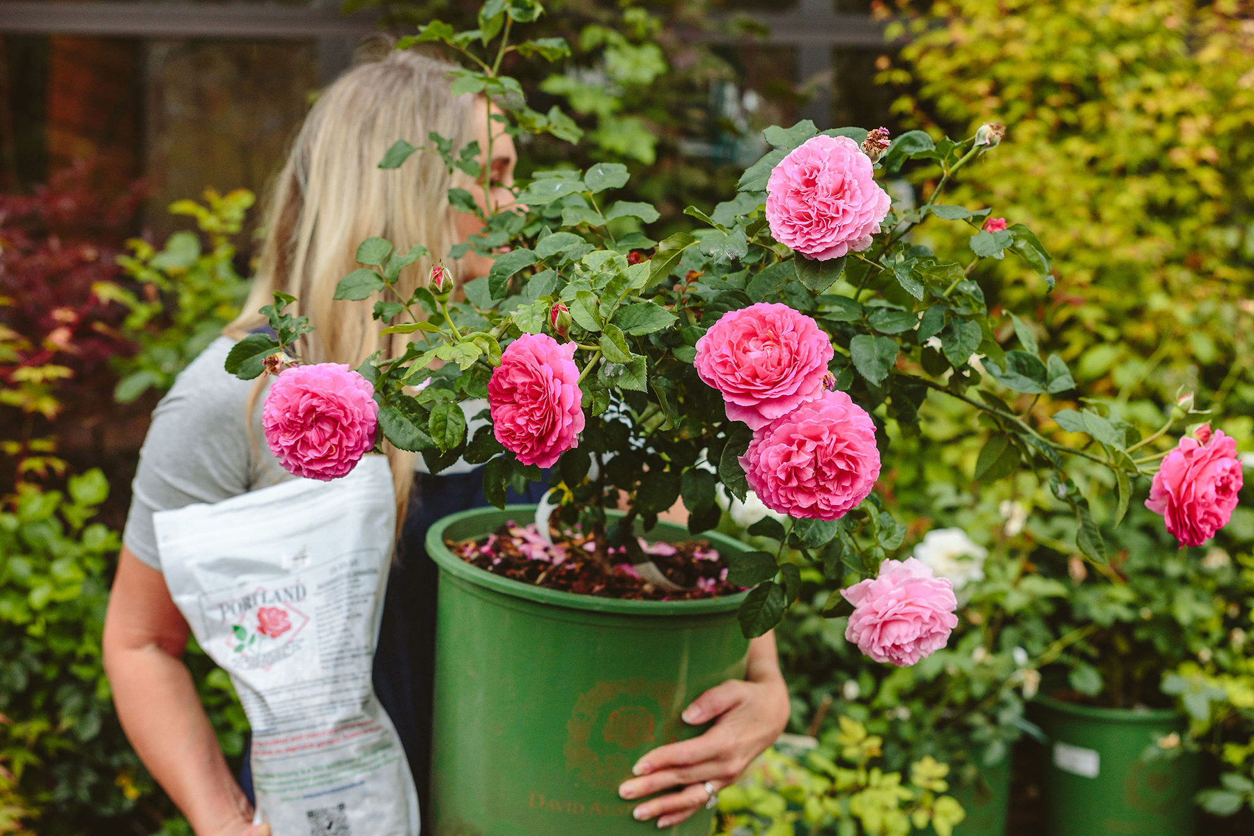 2026 Rose Trends: The Best Ways to Use Roses in Your Garden This Year ...