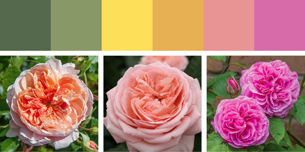 2026 Rose Trends: The Best Ways to Use Roses in Your Garden This Year ...